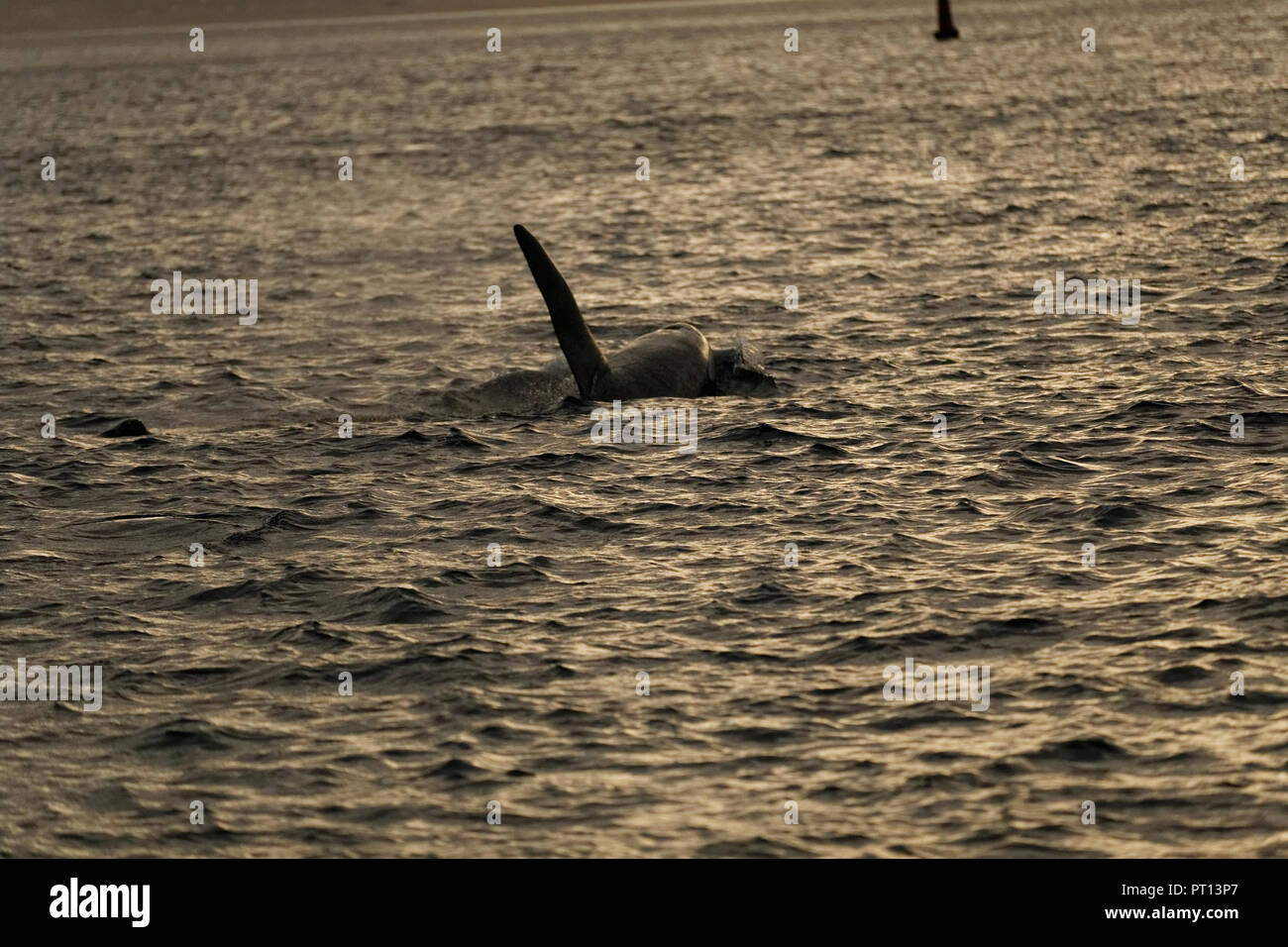 orca or killer whale, Orcinus orca, Tromso, Norway, Atlantic Ocean ...