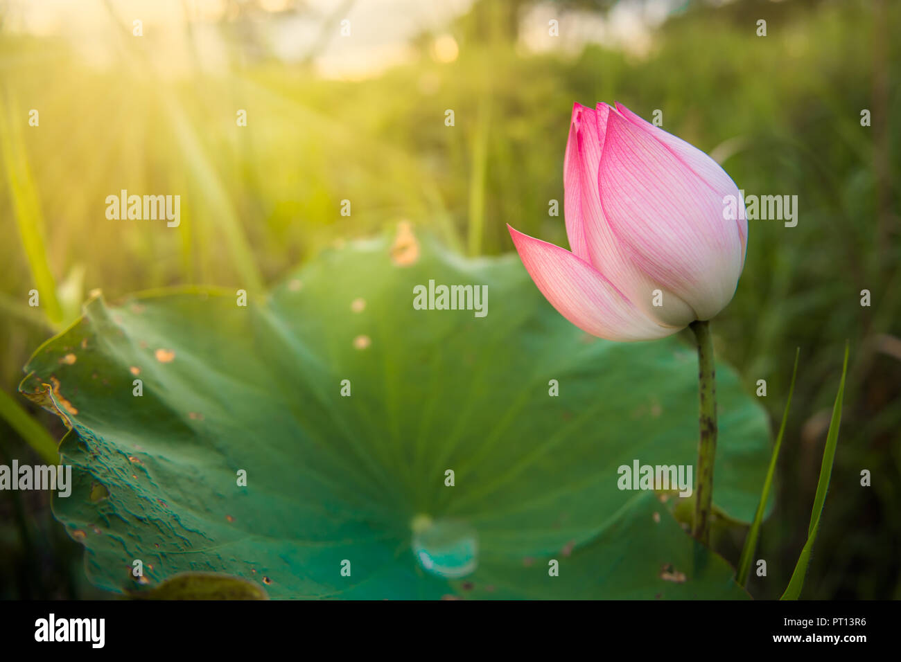 Single blue lotus flower hi-res stock photography and images - Alamy