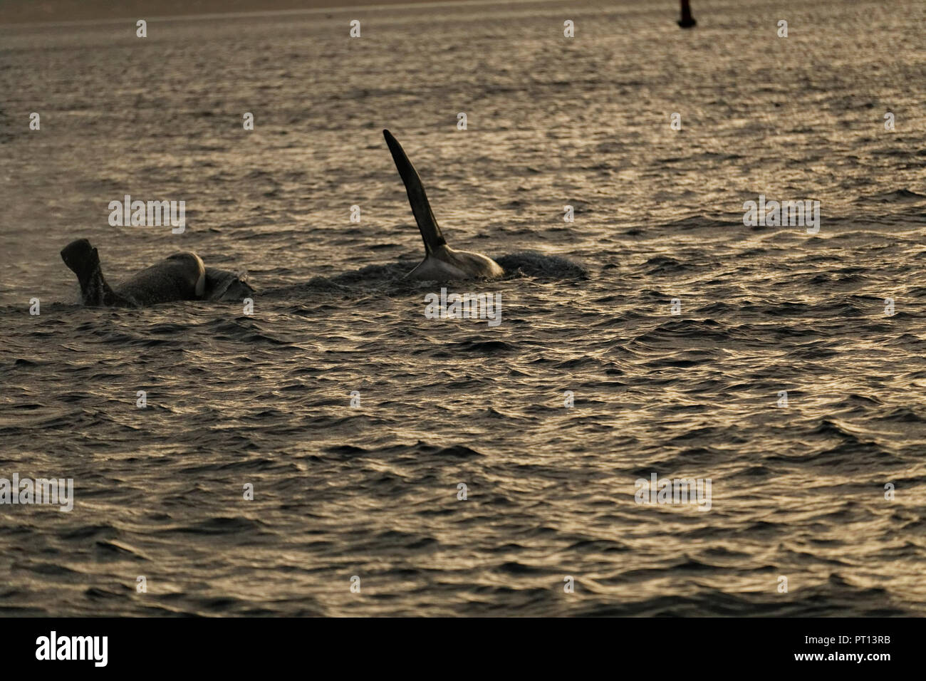 orca or killer whale, Orcinus orca, Tromso, Norway, Atlantic Ocean ...
