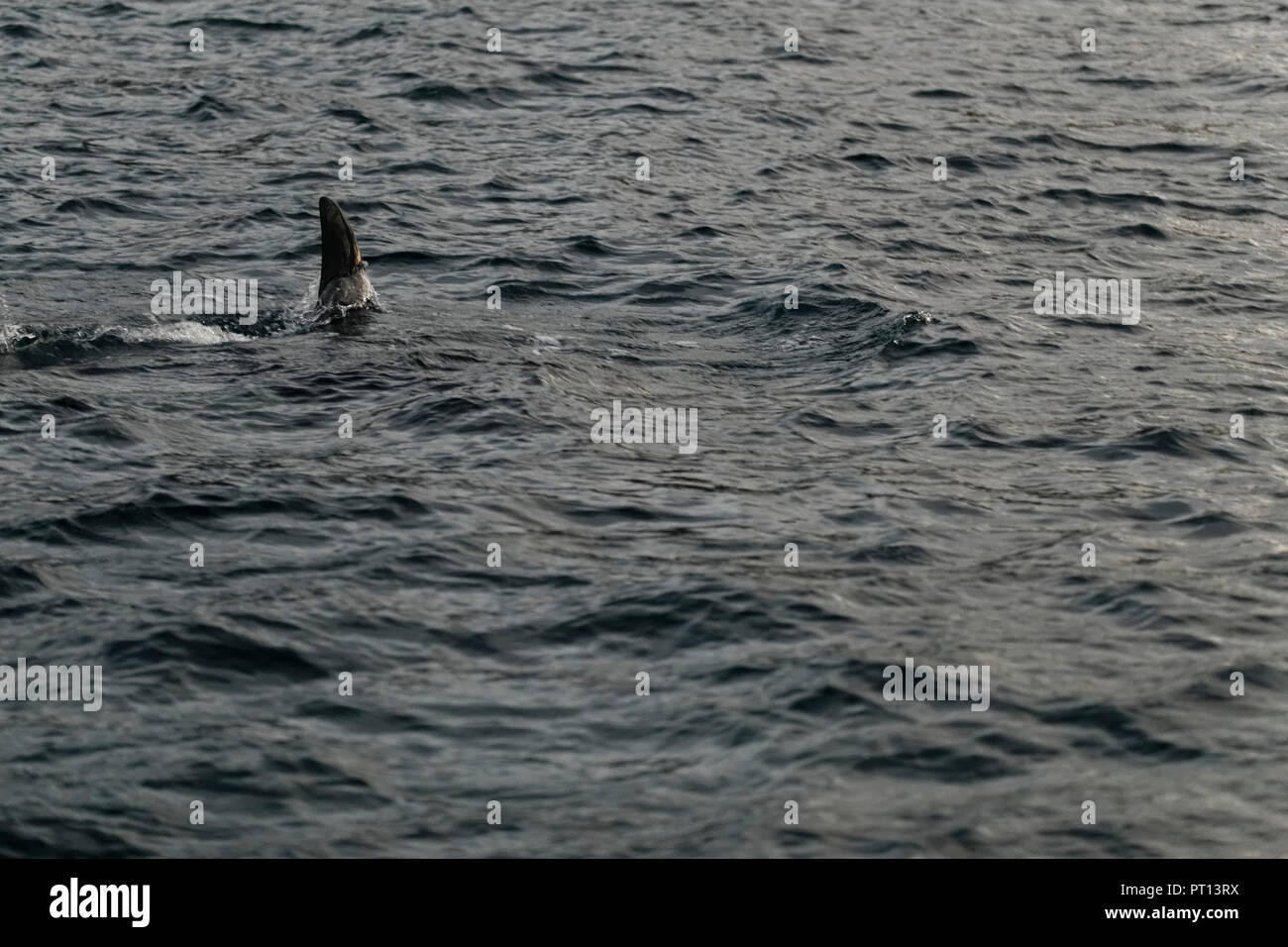 orca or killer whale, Orcinus orca, Tromso, Norway, Atlantic Ocean ...