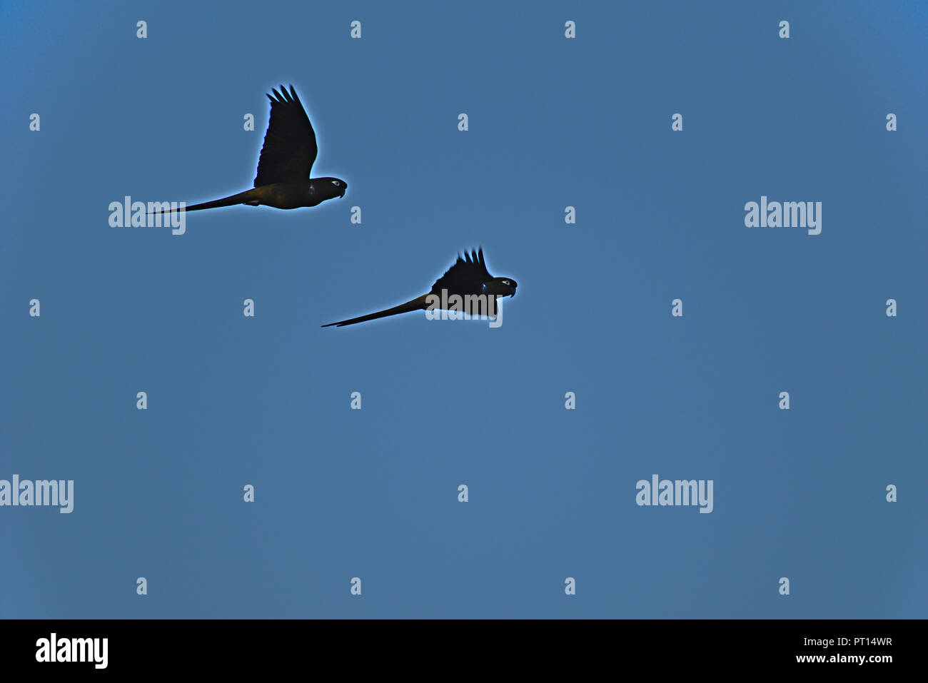 Parakeets flying hi-res stock photography and images - Alamy