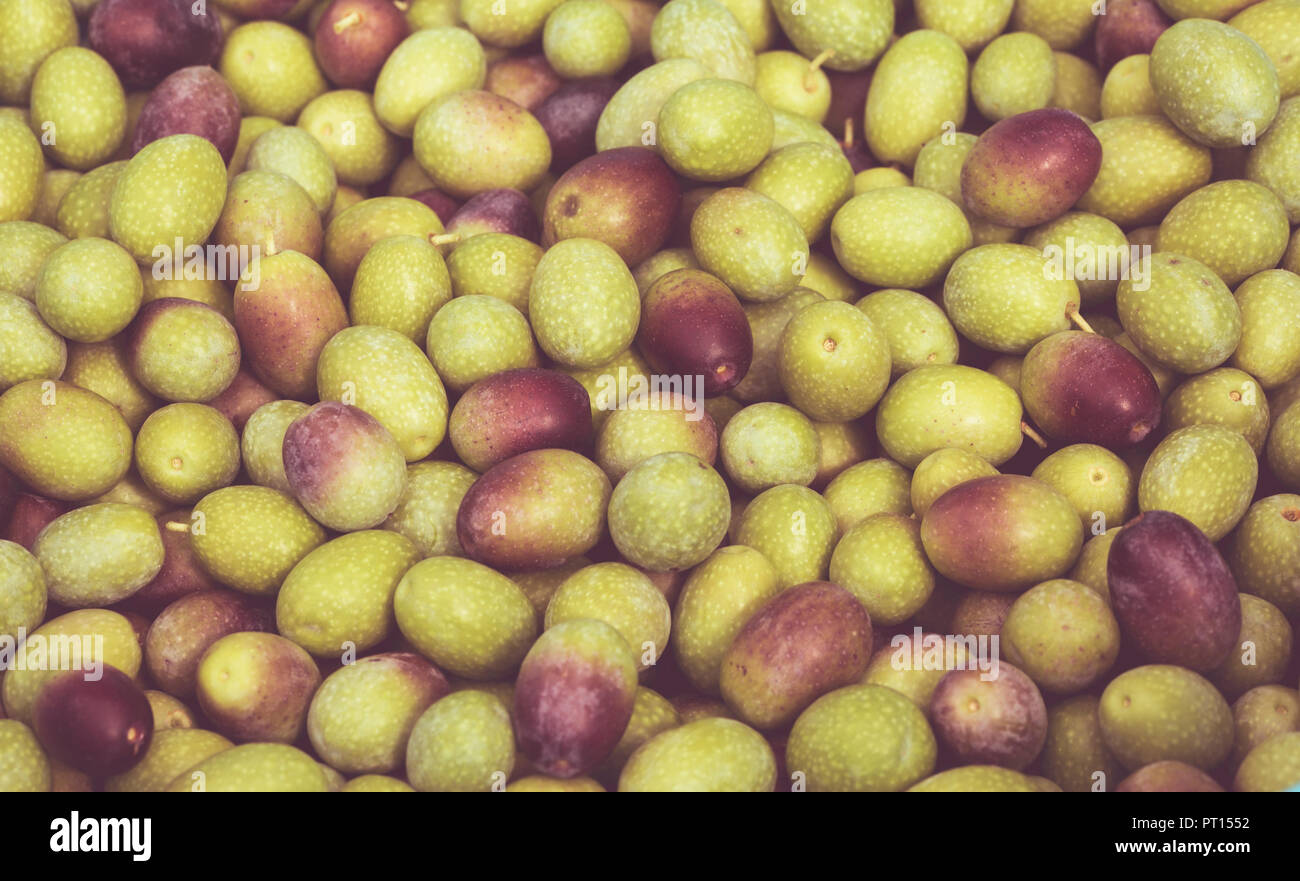 Many Ligurian olives used for the production of high quality olive oil ...