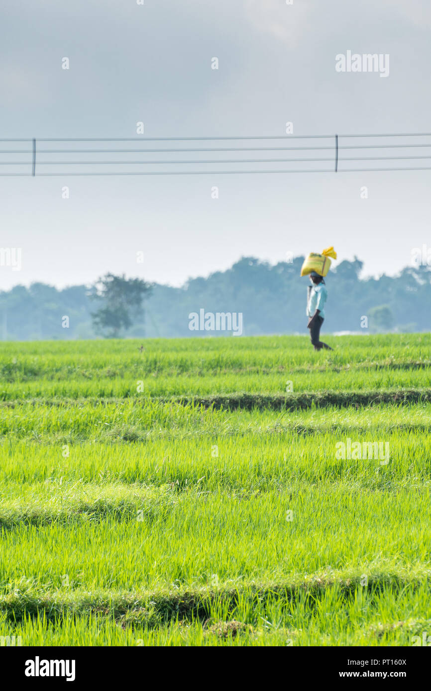 An Indian farmer working on his Agricultural field Stock Photo - Alamy