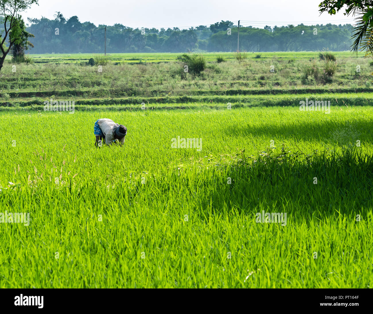 An Indian farmer working on his Agricultural field Stock Photo - Alamy