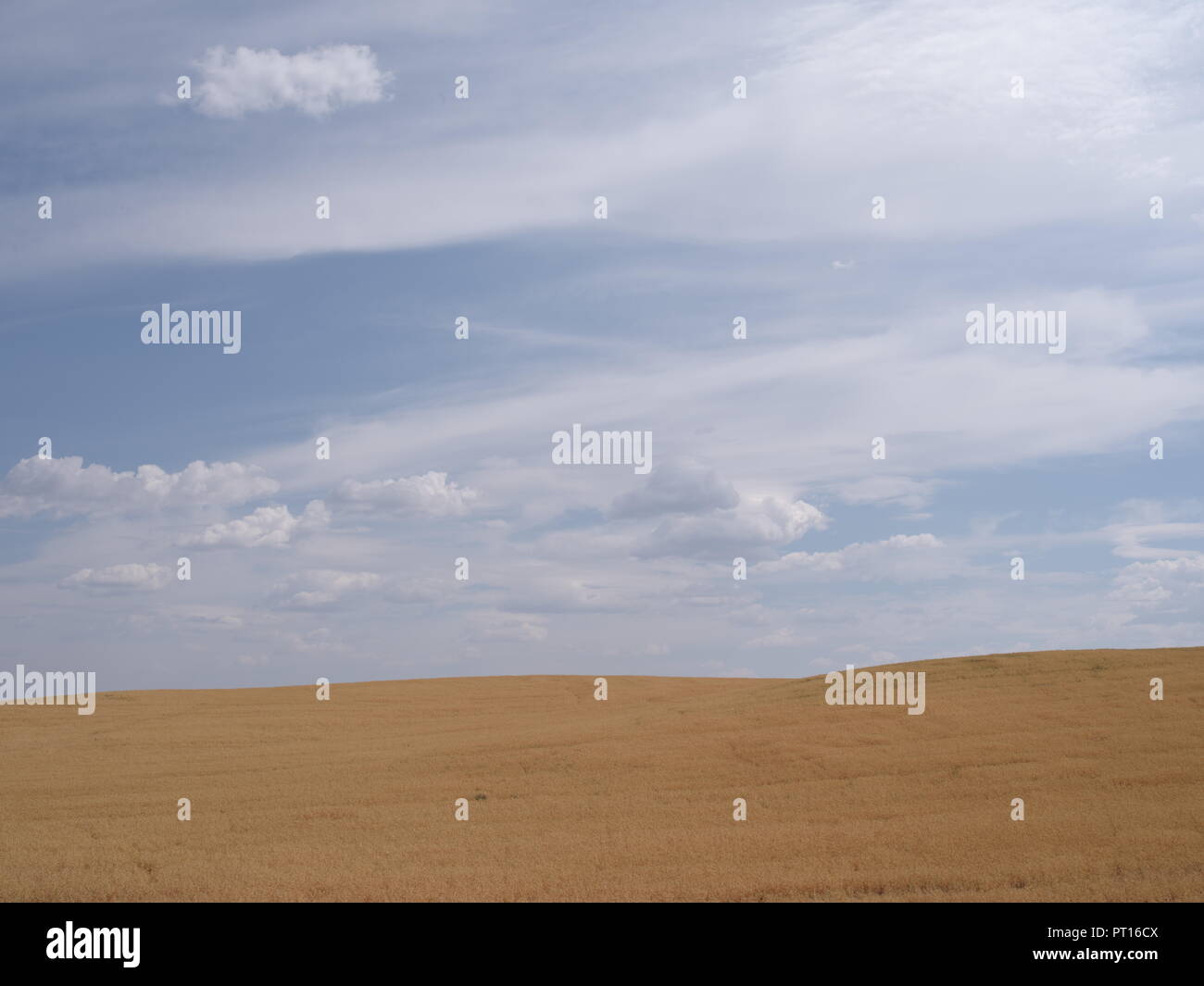 Wheat field against clouded blue sky, Saskatchewan, Canada, Palliser ...