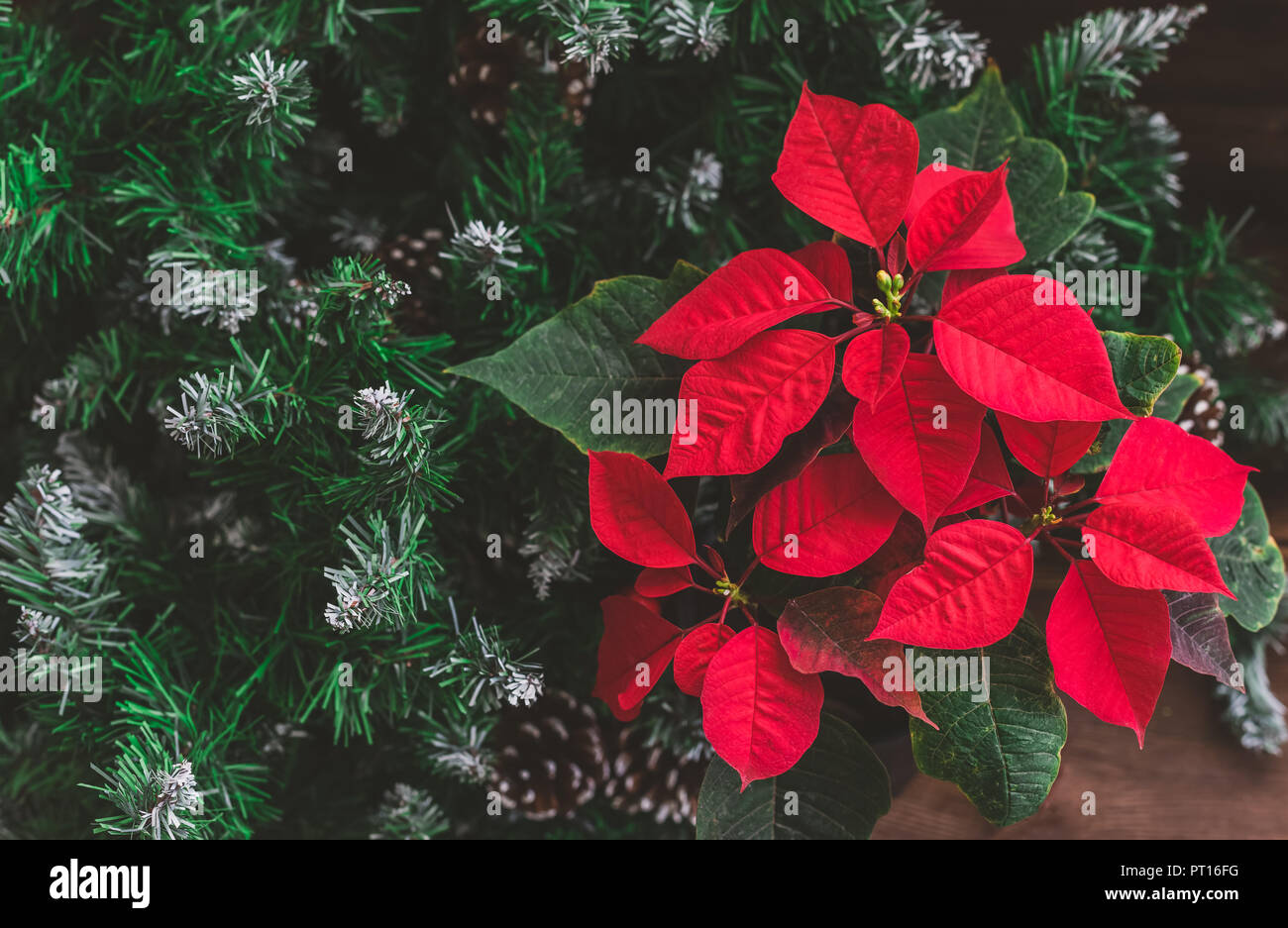 Christmas Poinsettia isolated on the rustic background. Toned Stock ...