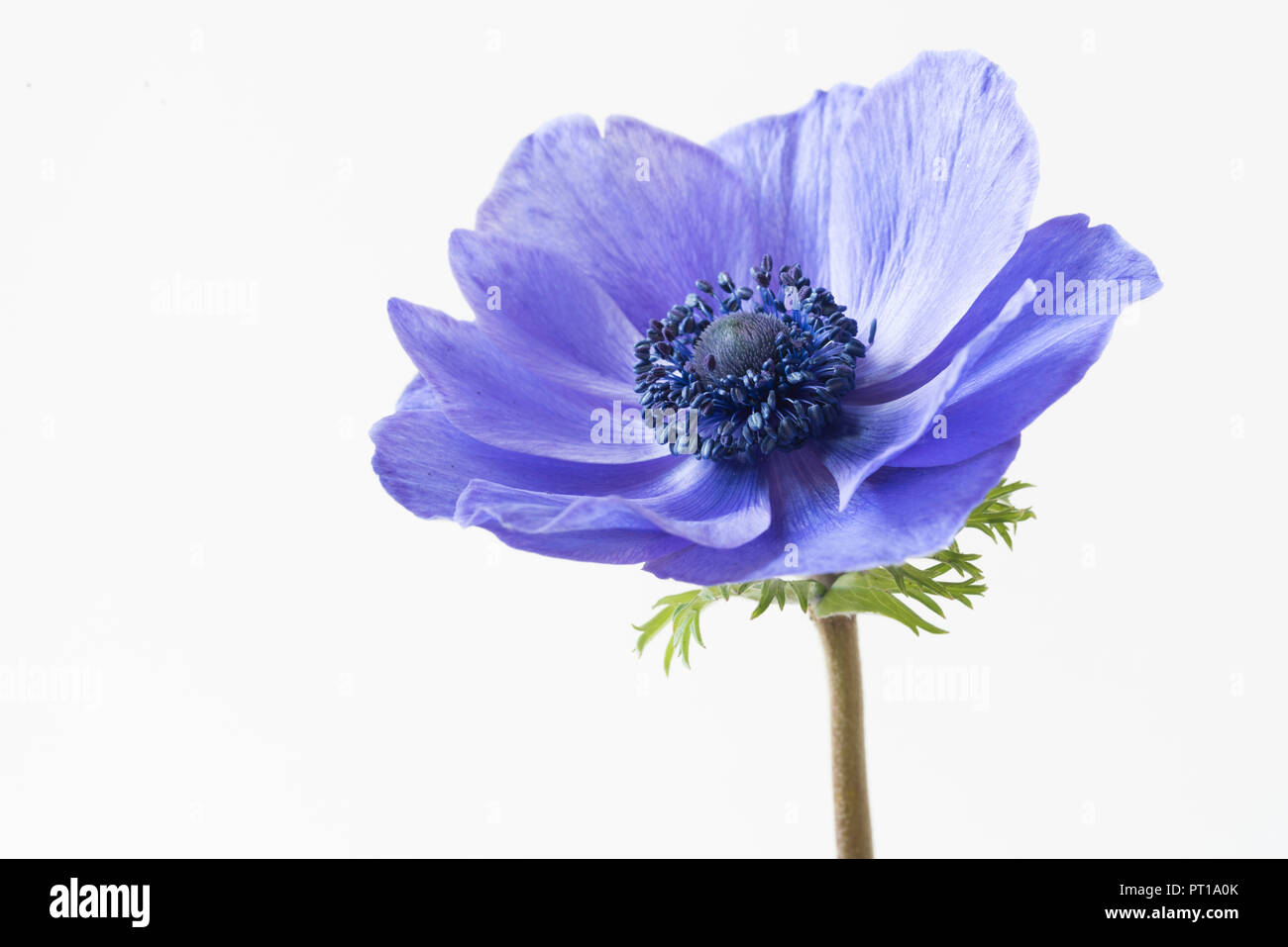 Soft focus in nature Cut Out Stock Images & Pictures - Alamy