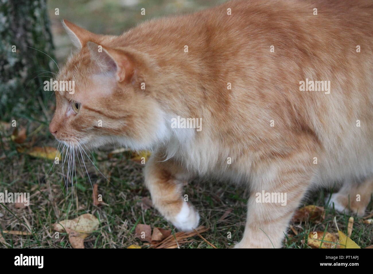 Orange cat jump hi-res stock photography and images - Alamy