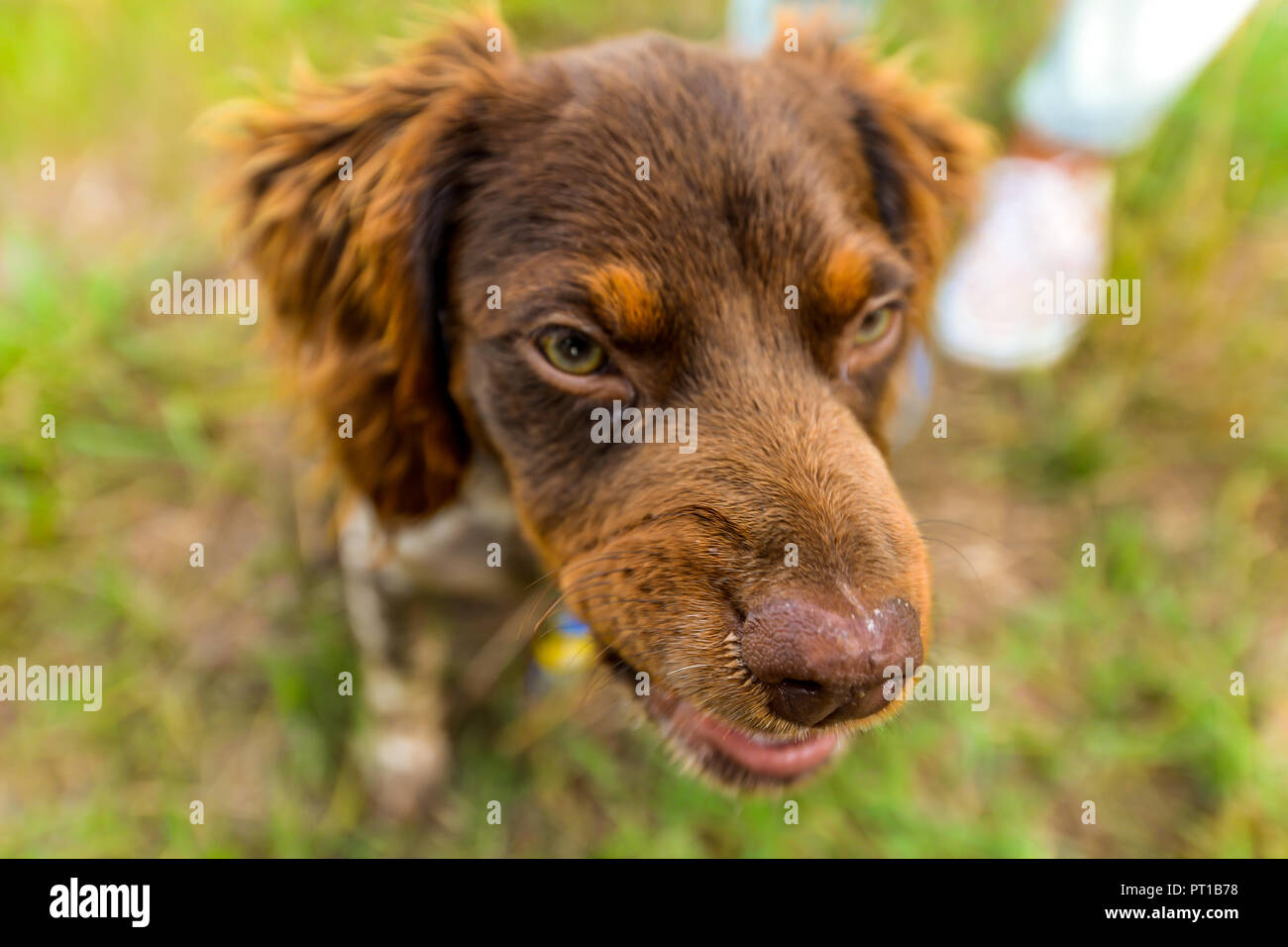 A Breton beagle on a beach in Galicia - Spain Stock Photo - Alamy
