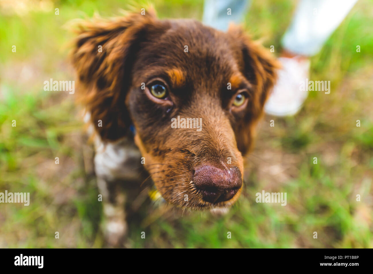 A Breton beagle on a beach in Galicia - Spain Stock Photo - Alamy