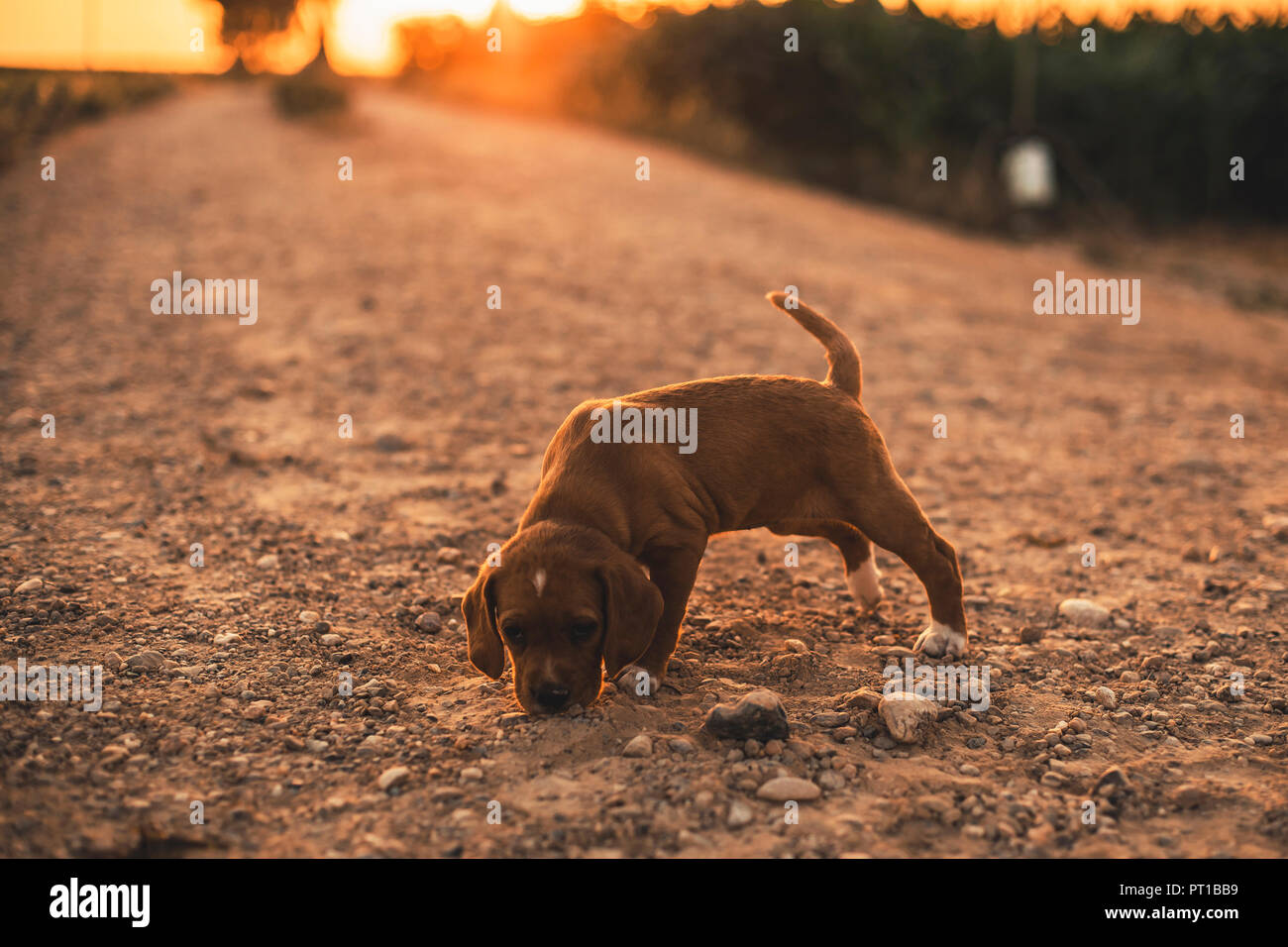 Puppy on path hi-res stock photography and images - Alamy