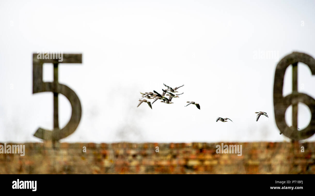 Rainham Marshes Essex UK Oct 2018- Greylag Geese Anser anser in flight ...