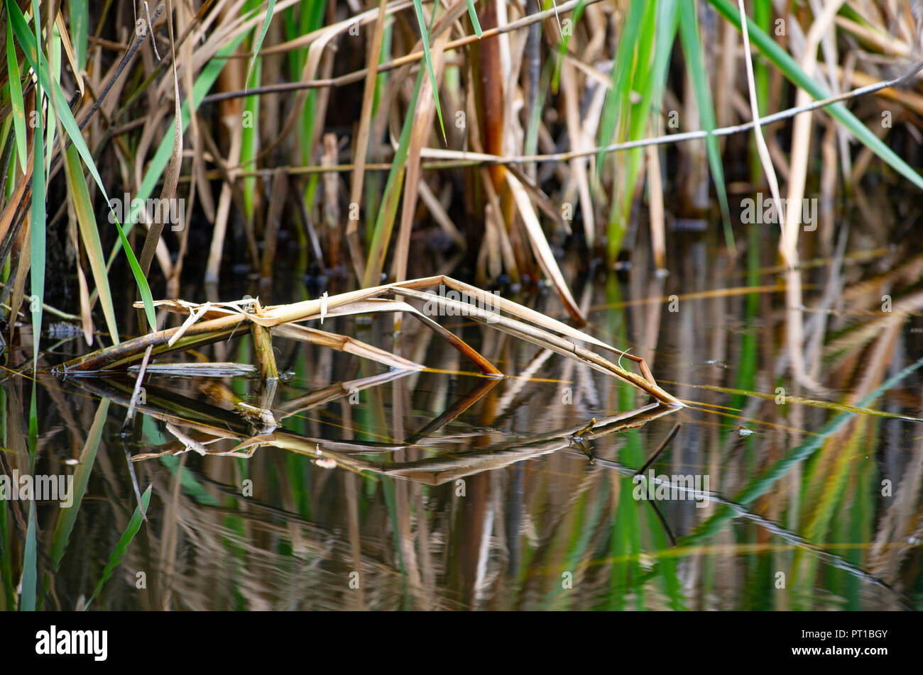 Rainham Marshes Essex UK - Reed beds reflection Photograph taken by ...