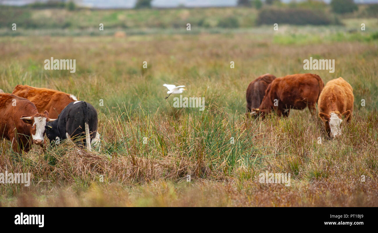 Rainham Marshes Essex UK - A Cattle Egret Bubulcus ibis amongst the ...