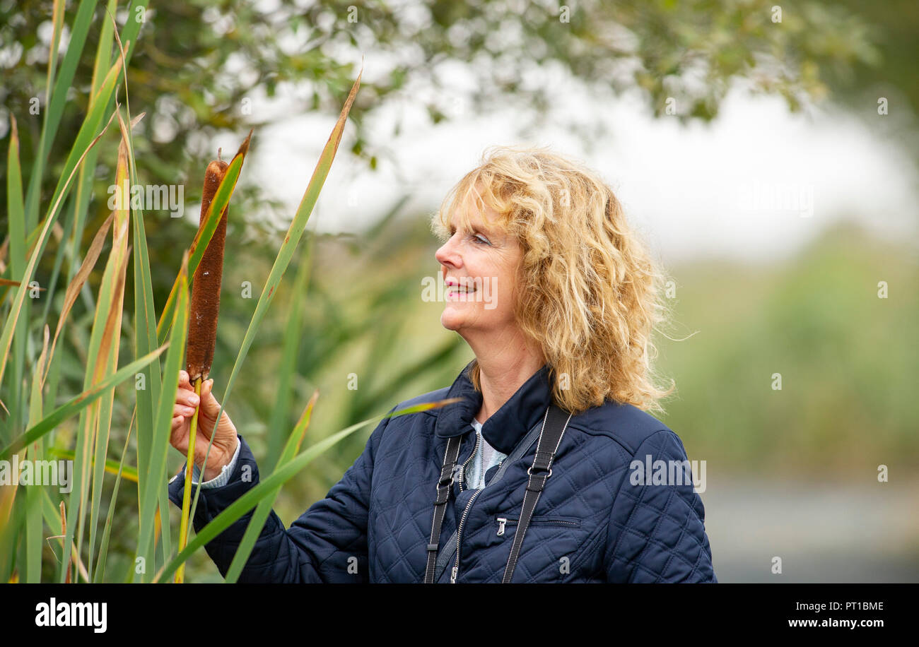 Rainham Marshes Essex UK - Woman looking at bullrushes Typha or Cattail ...