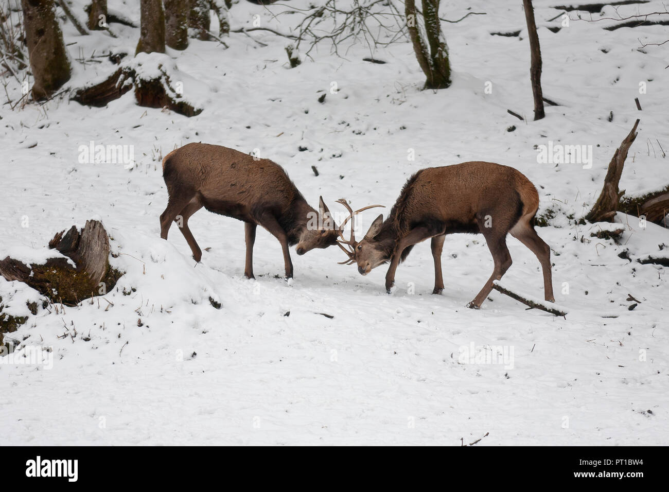 Red stags fighting Stock Photo - Alamy