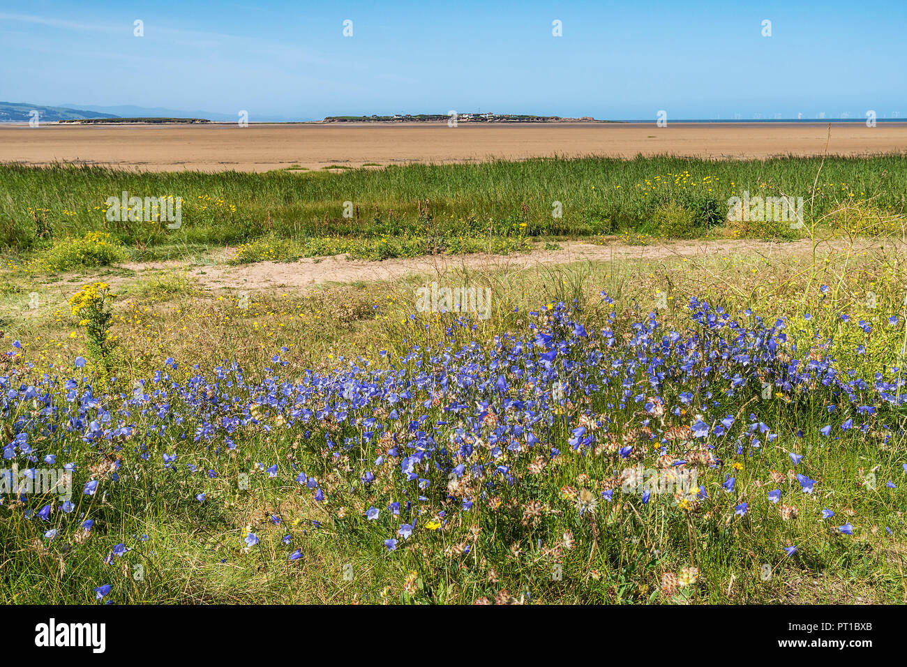 Harebell (Campanula rotundifolia) flowers on shore of River Dee Estuary ...