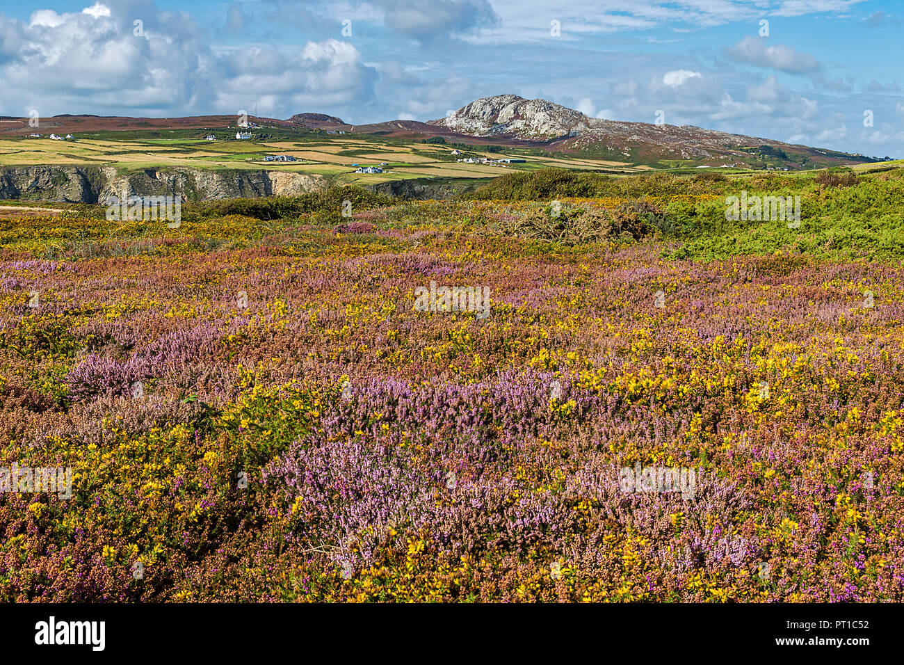 Looking north over part of the RSPB South Stack Cliffs nature reserve ...