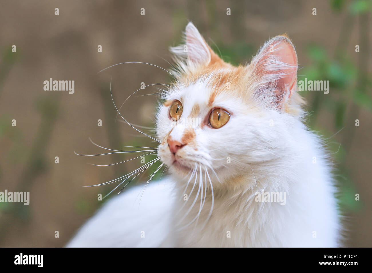 A portrait of Cute young cat looking up with a cute expression Stock ...