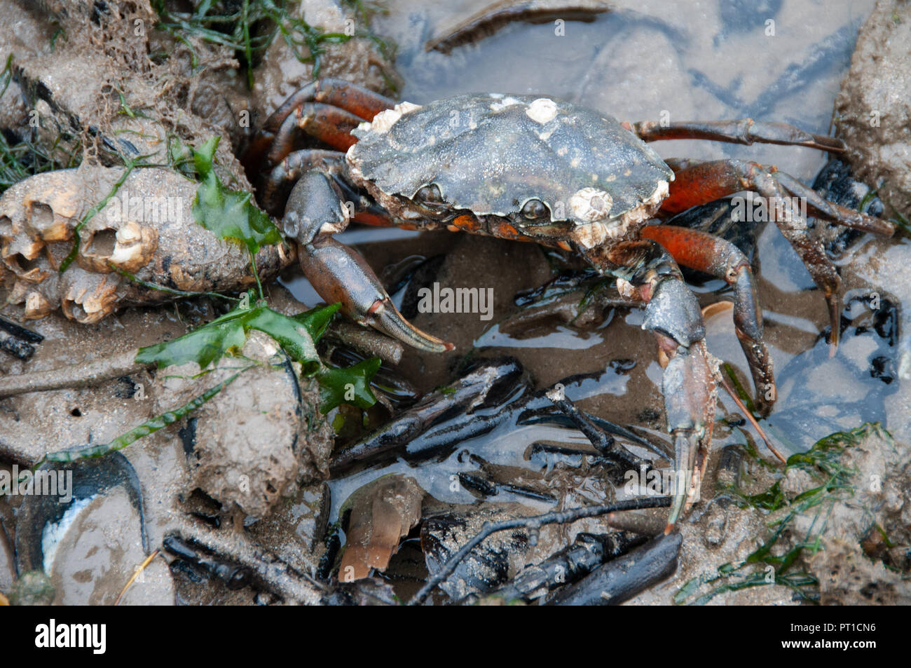 Limpets in rockpool hi-res stock photography and images - Alamy