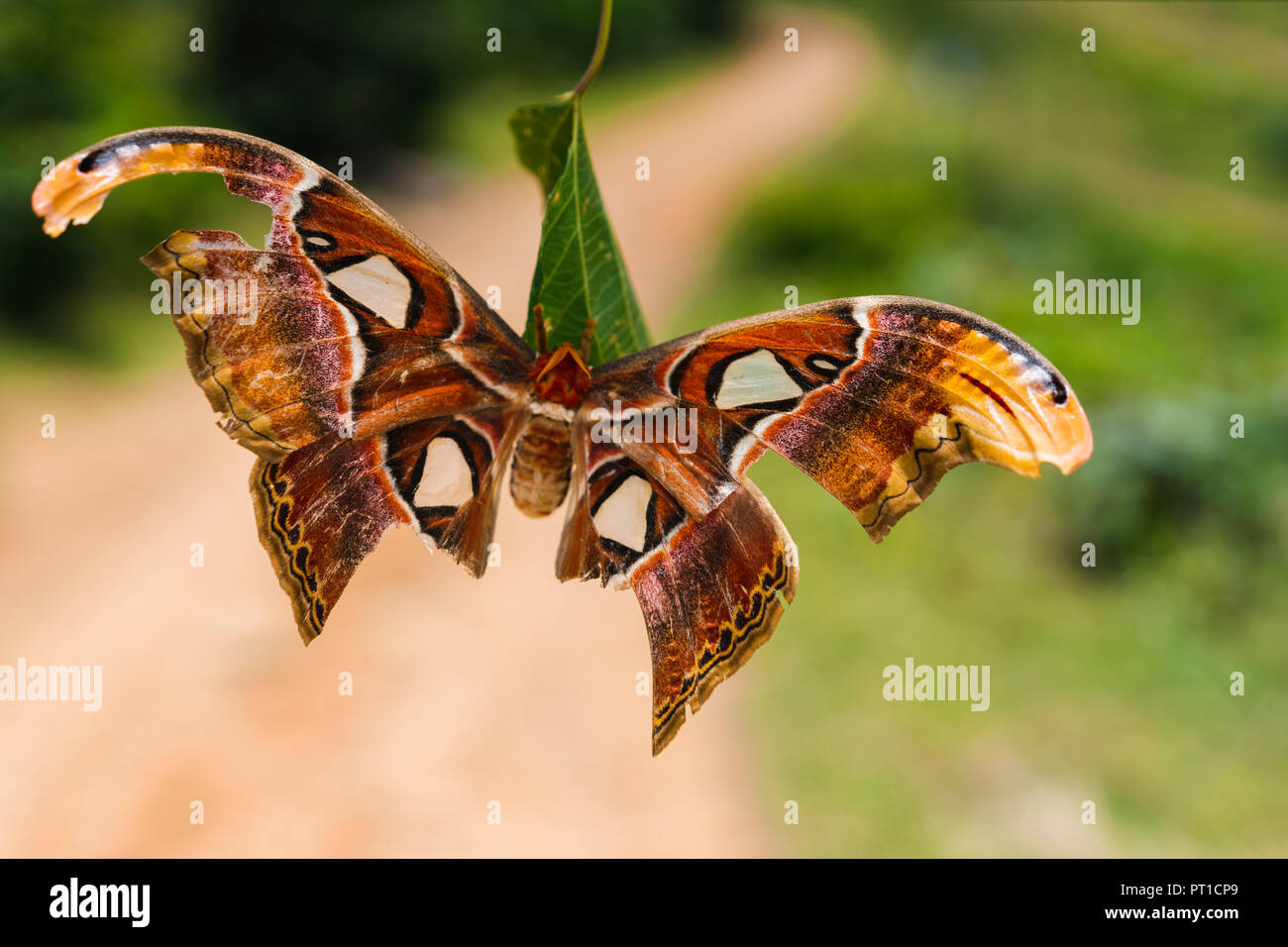 Atlas moth, Attacus atlas Stock Photo - Alamy