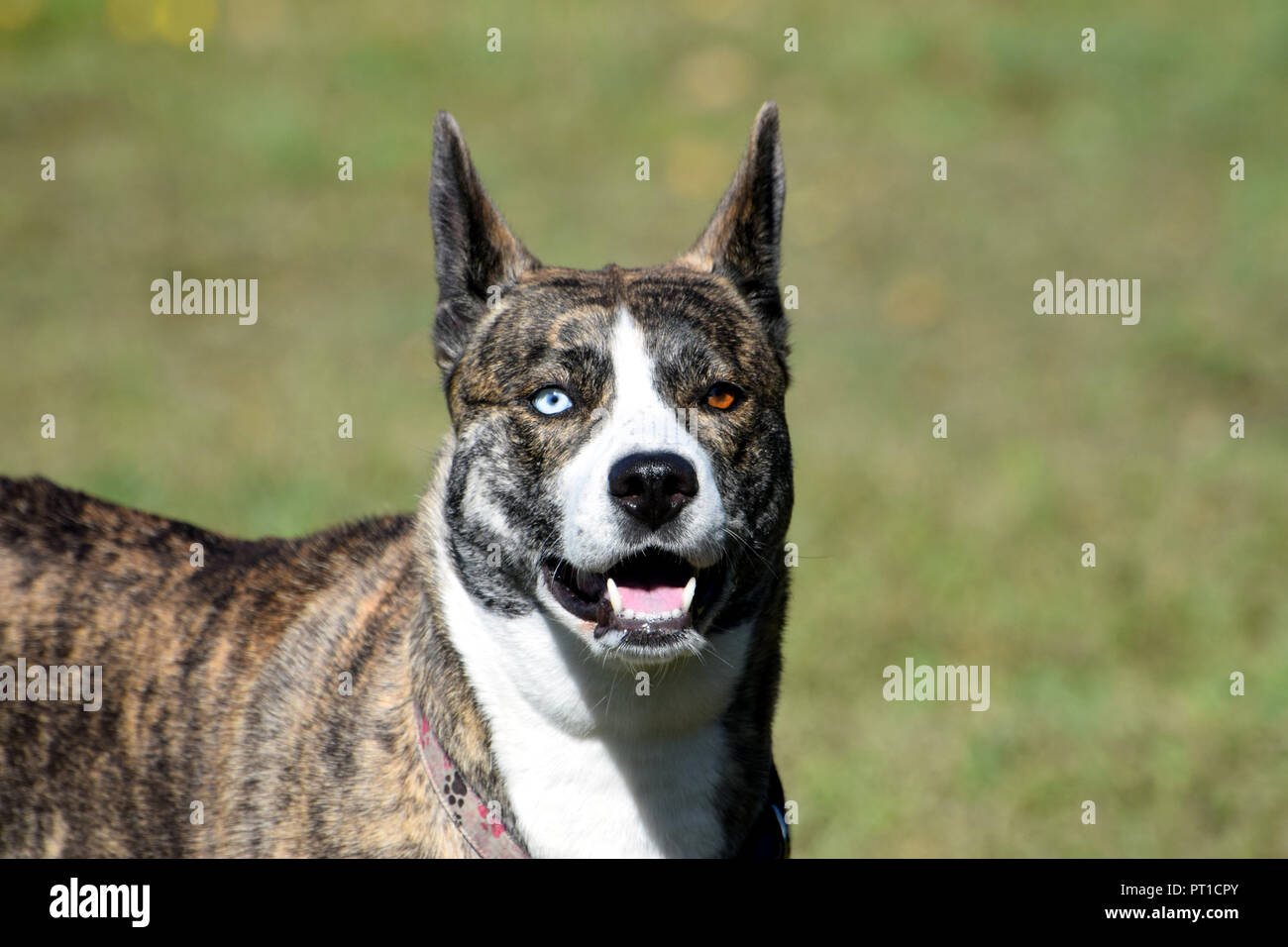 Two dogs with heterochromia iridis playing at the park Stock Photo - Alamy