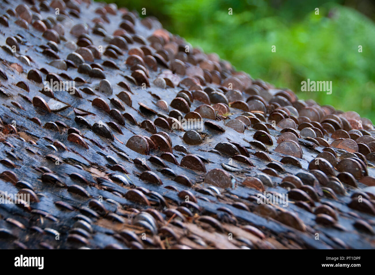 Fallen log used as a Money or wishing tree at Tarn Hows with thousands ...