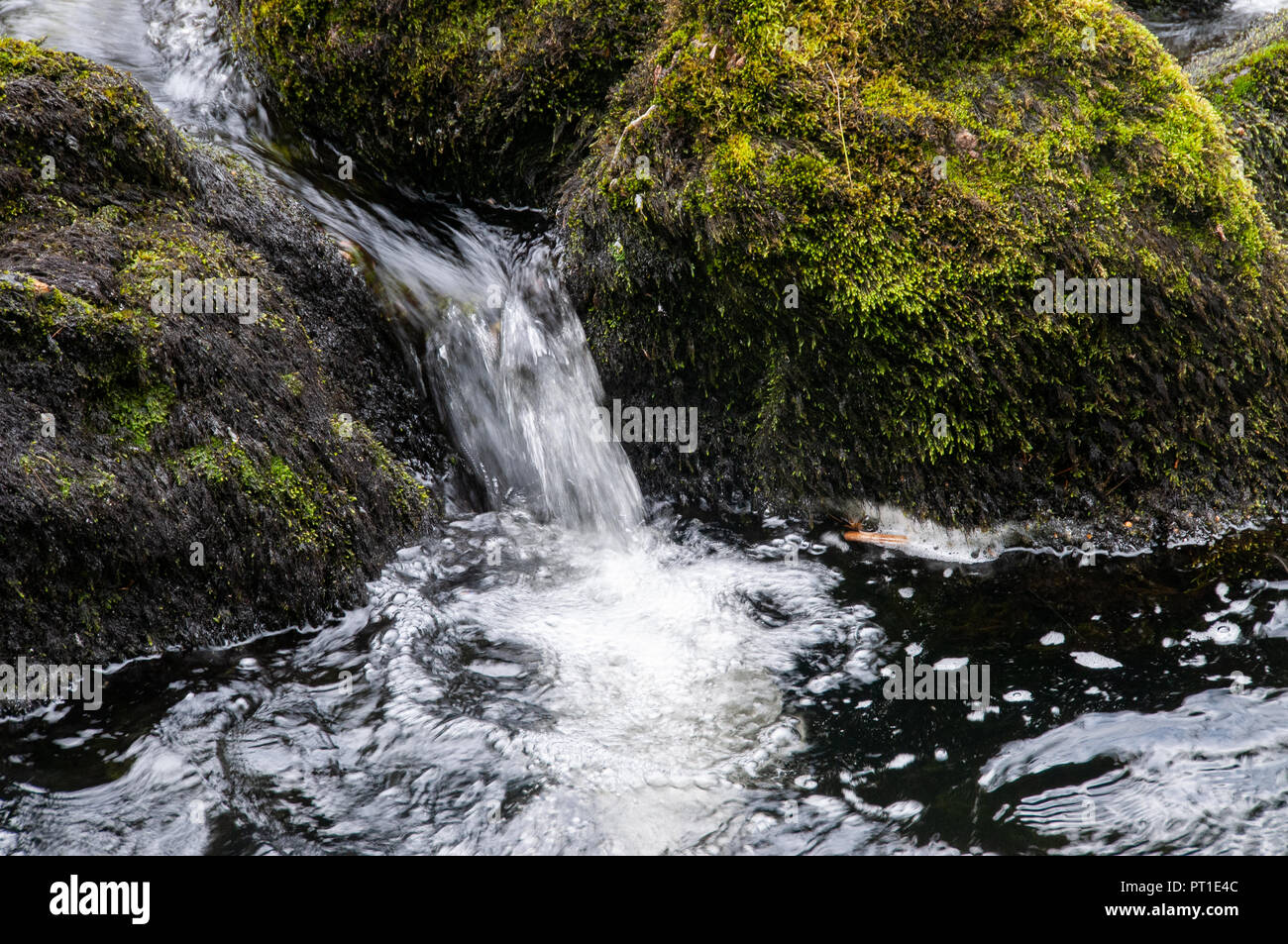 Fast stream water tumbling over mossy rocks and leaves in a small ...