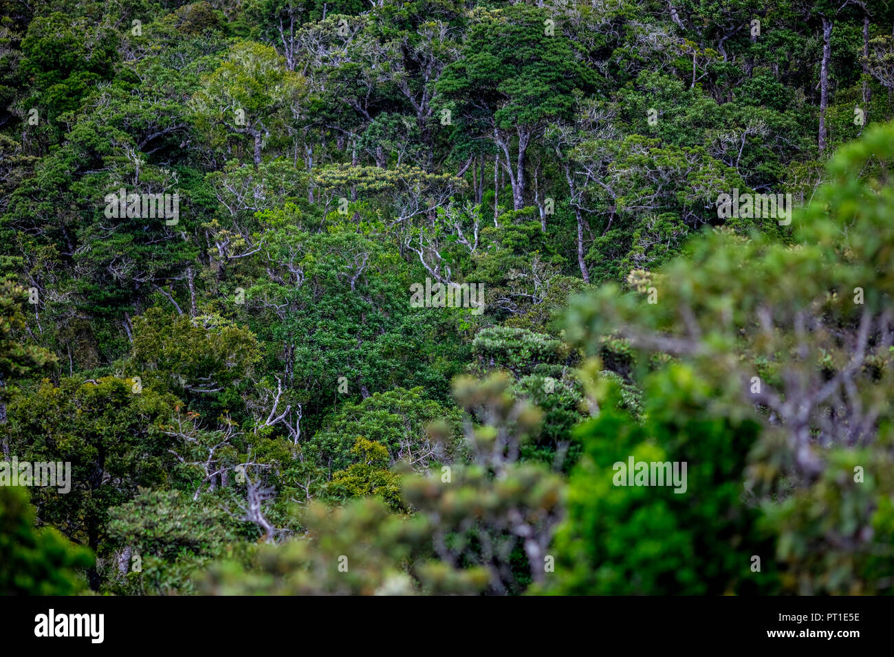 Mauritius, Riviere Noire District, primeval forest Stock Photo - Alamy