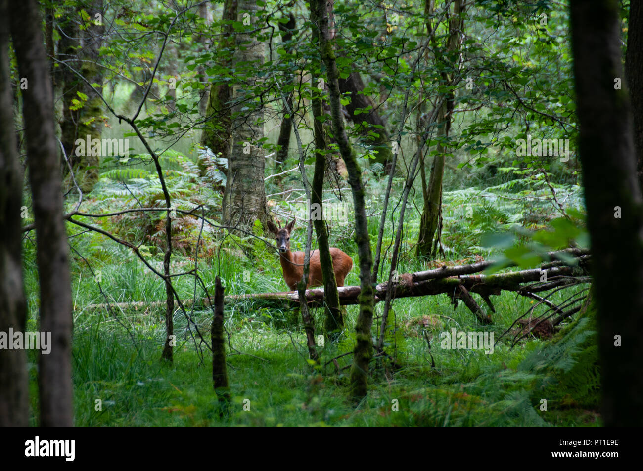 Wild and free female deer suddenly looking up in suspicion and concern ...