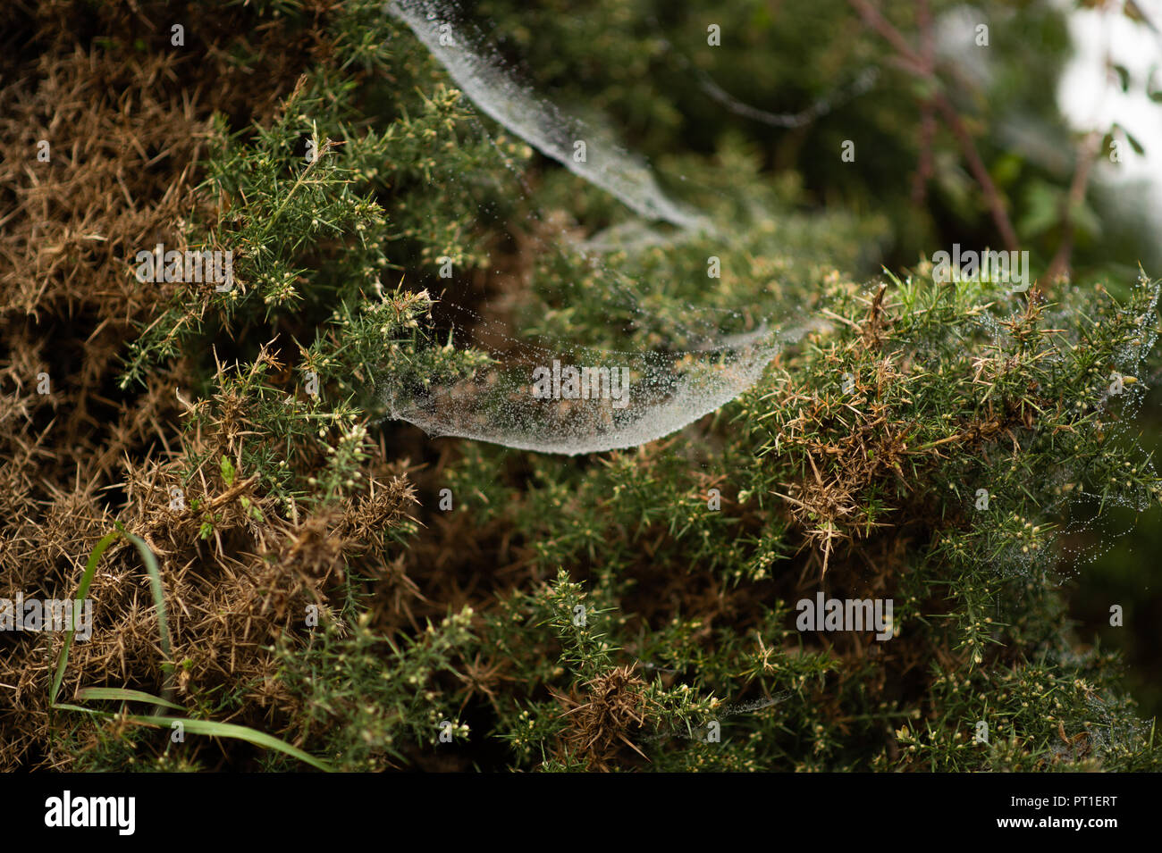white spiders webs laden with heavy water droplets of recent rain link ...