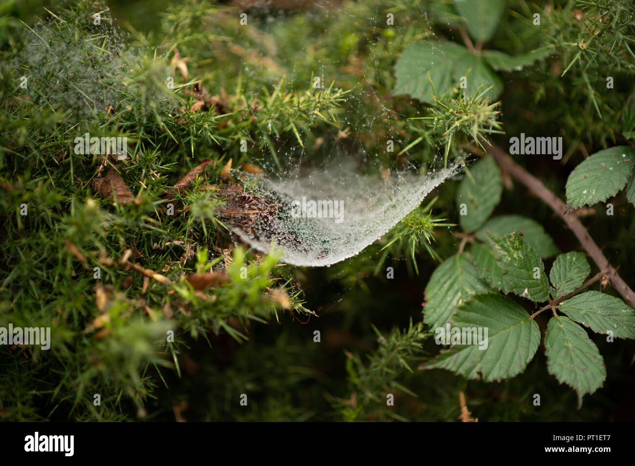 white spiders webs laden with heavy water droplets of recent rain link ...