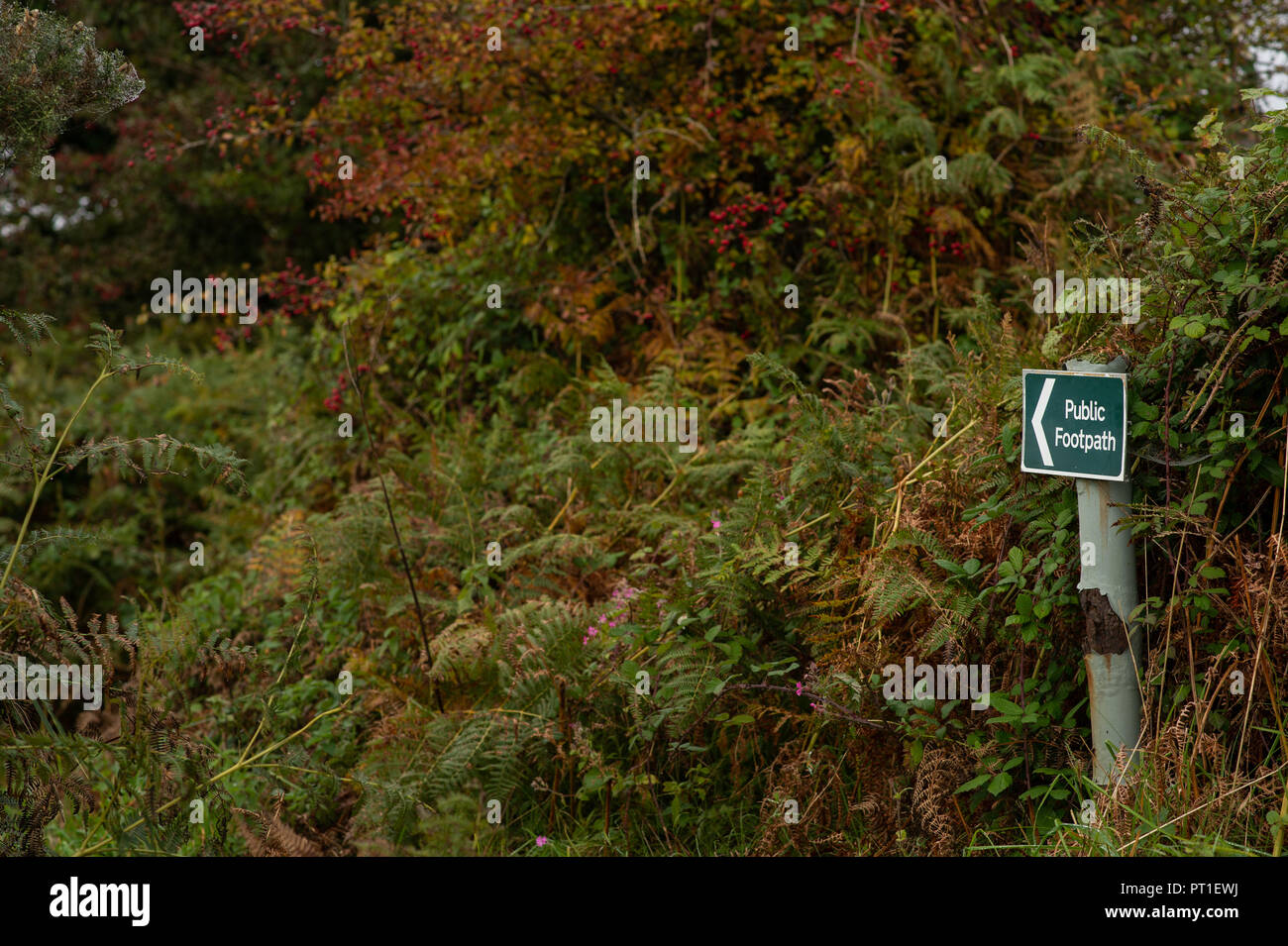 Green and white Public Footpath sign on a post pointing through an ...