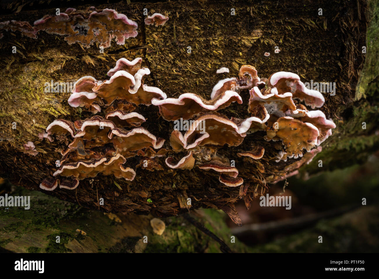 English polypore hi-res stock photography and images - Alamy