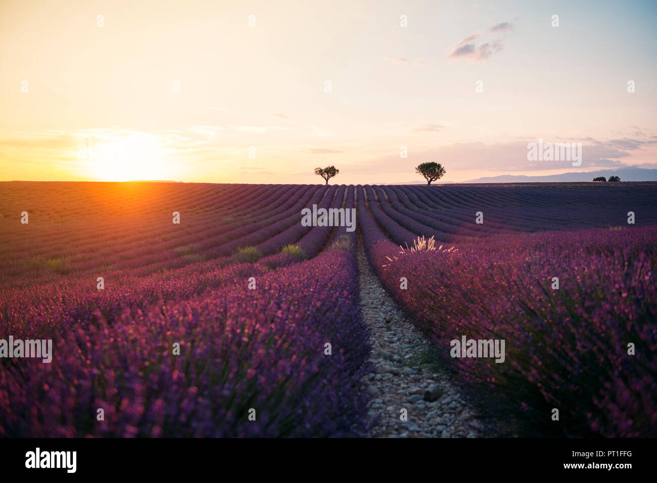 France, Alpes-de-Haute-Provence, Valensole, lavender field at sunset ...