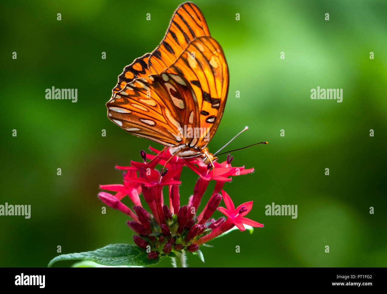 Butterflies in trinidad and tobago hi-res stock photography and images ...