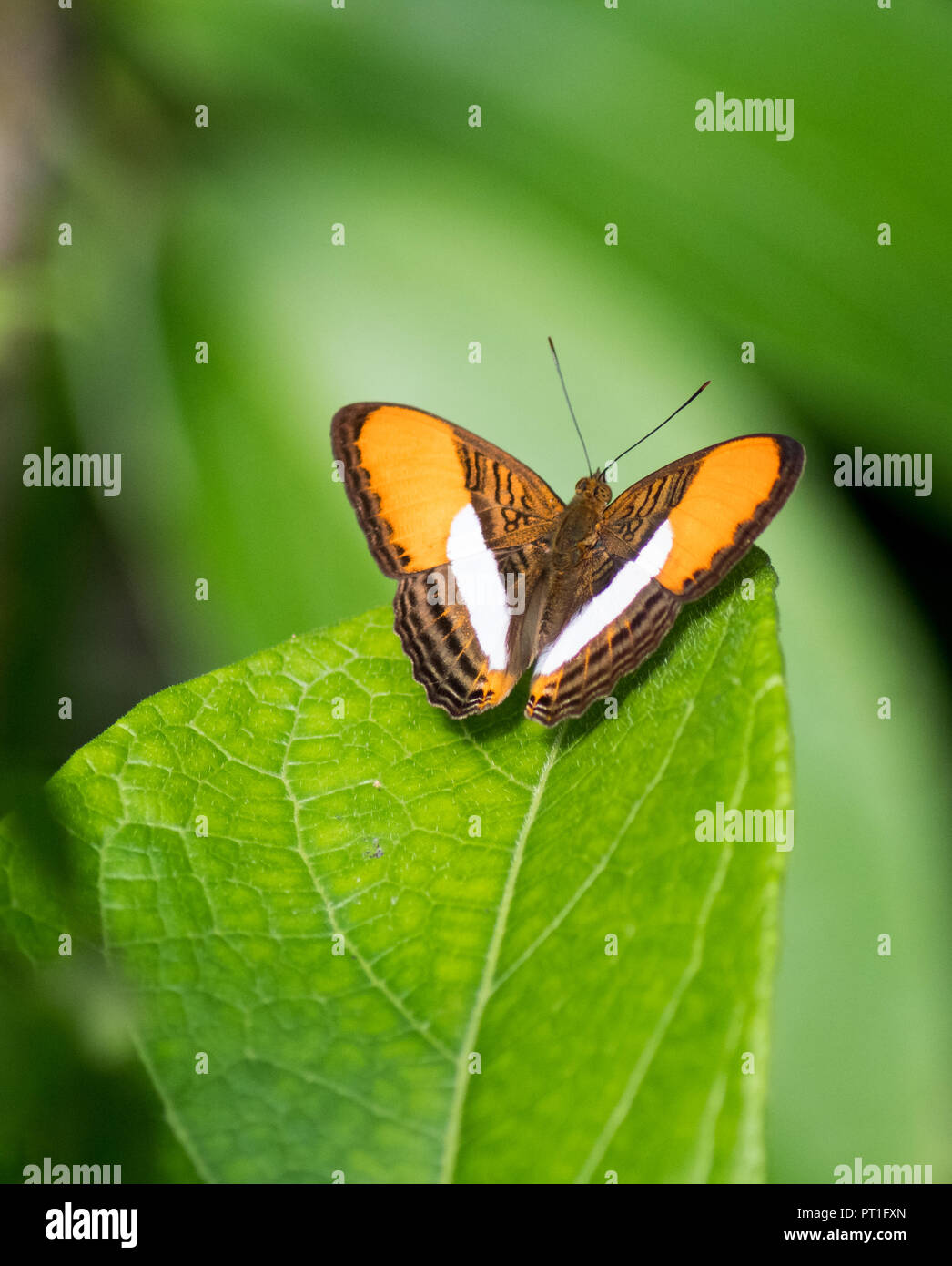 Butterfly in trinidad caribbean hi-res stock photography and images - Alamy