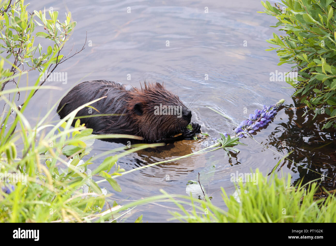 Beaver animal profile view in water hi-res stock photography and images ...