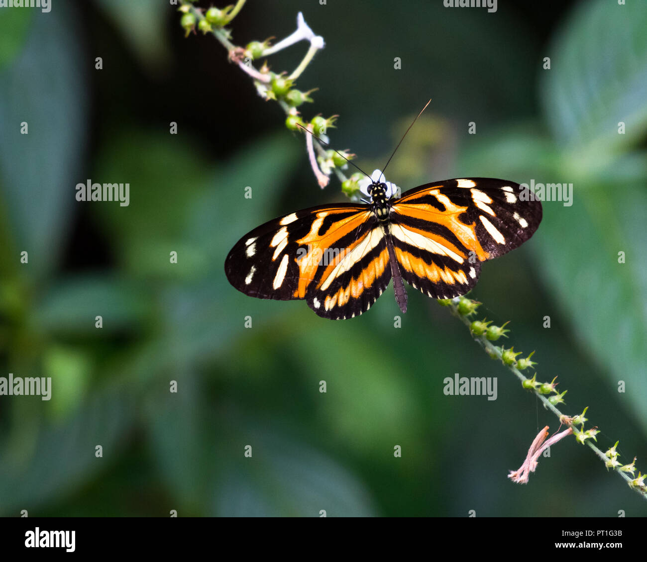 Butterflies of trinidad and tobago hi-res stock photography and images ...