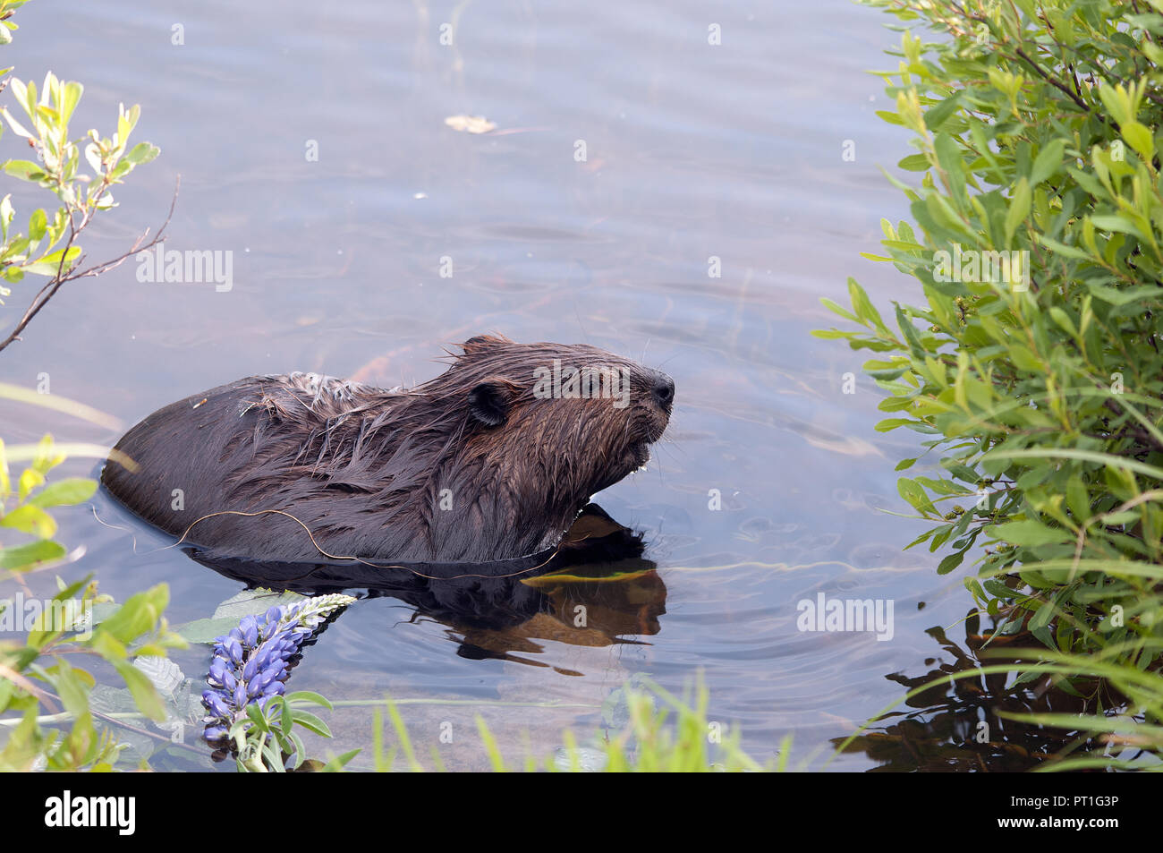Beaver in the water hi-res stock photography and images - Alamy