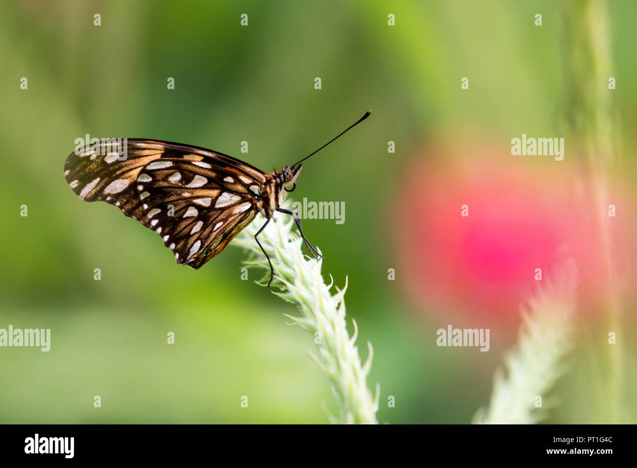 Butterflies of trinidad and tobago hi-res stock photography and images ...