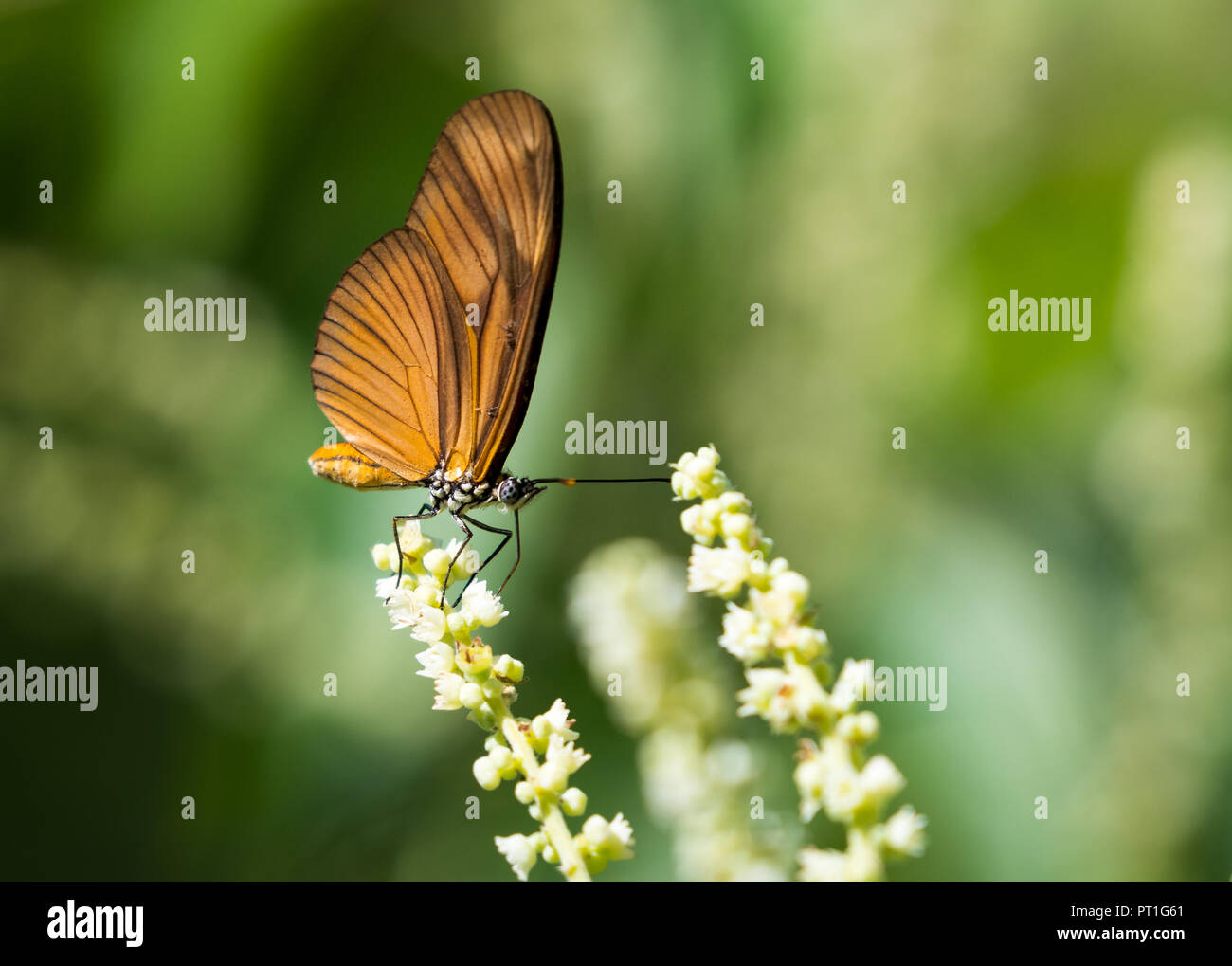 Butterflies of trinidad and tobago hi-res stock photography and images ...