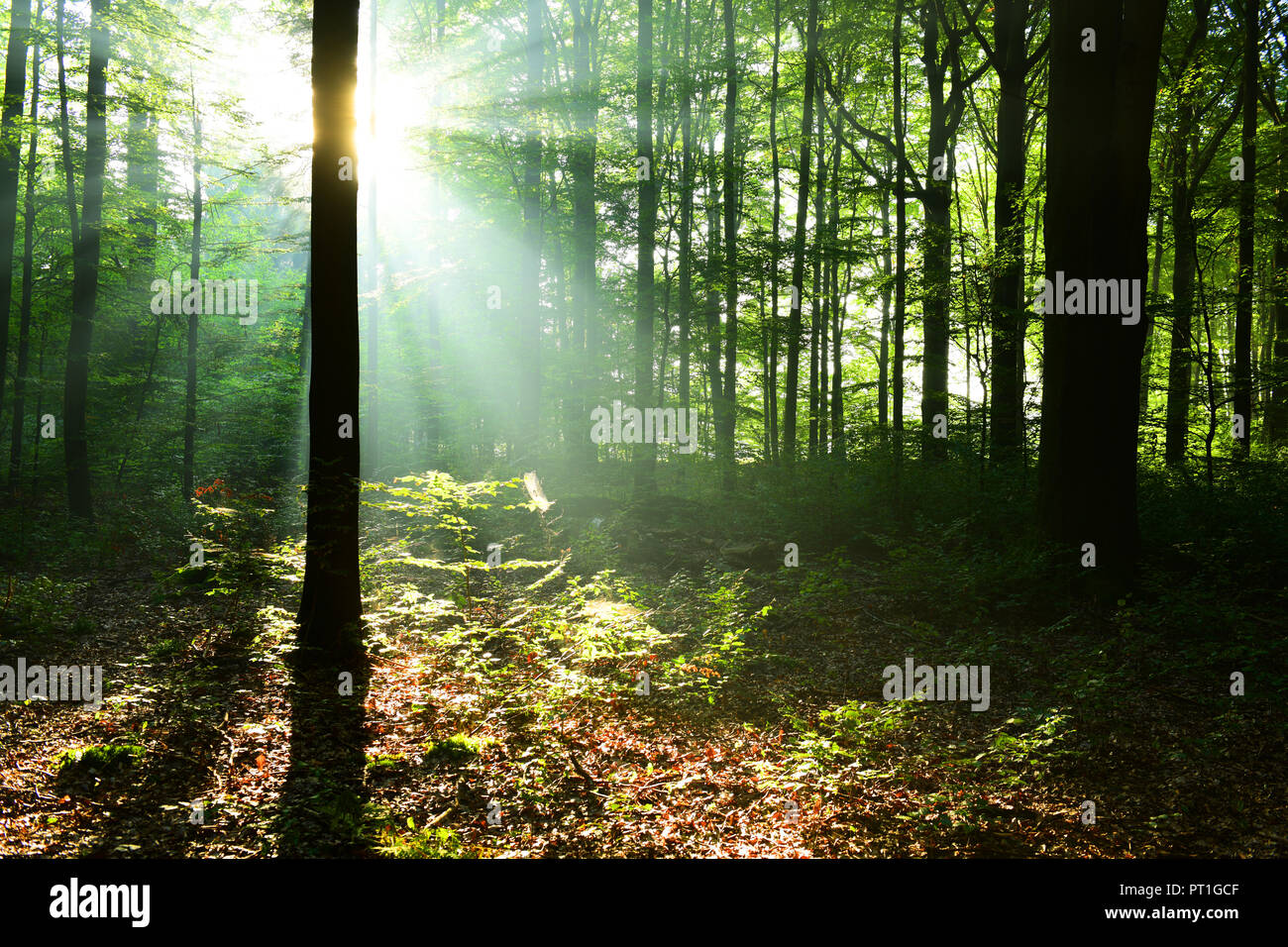 Morning in the forest Stock Photo - Alamy