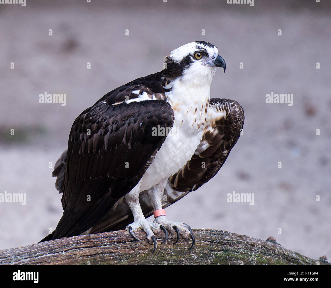 Osprey Bird enjoying its surrounding Stock Photo - Alamy