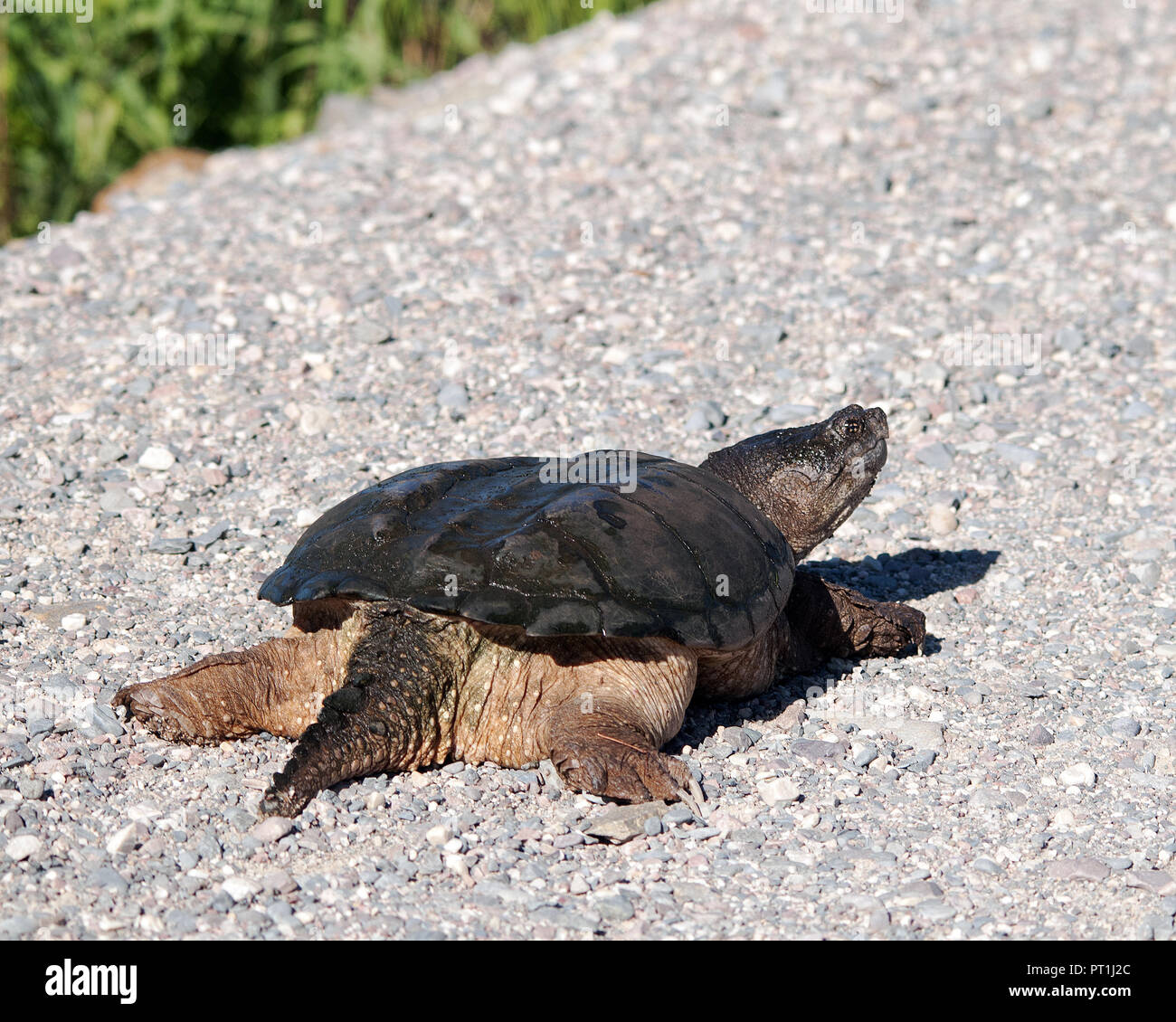 Snapping Turtle Photos High Resolution Stock Photography and Images - Alamy