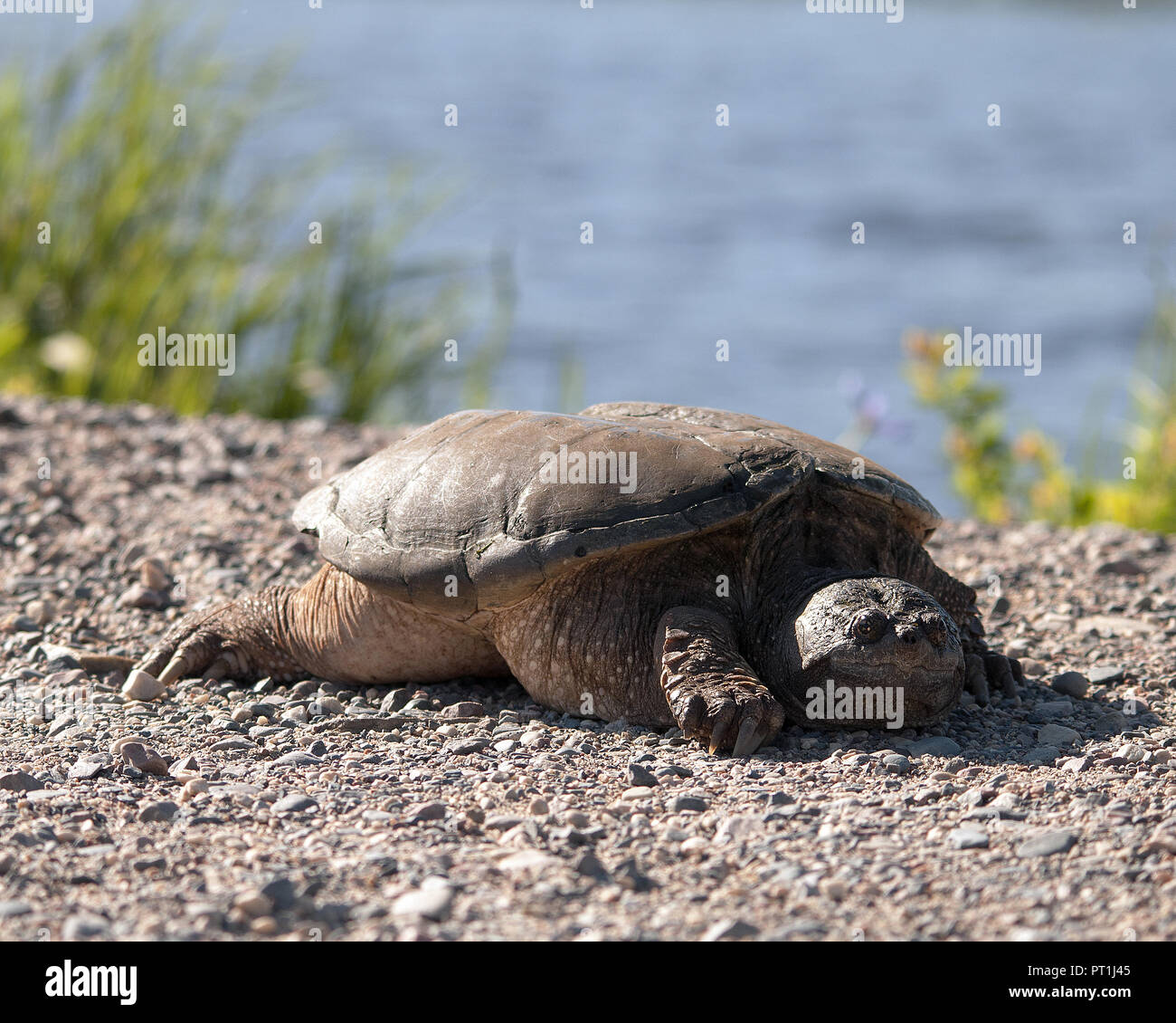 Snapping turtle picture hi-res stock photography and images - Alamy