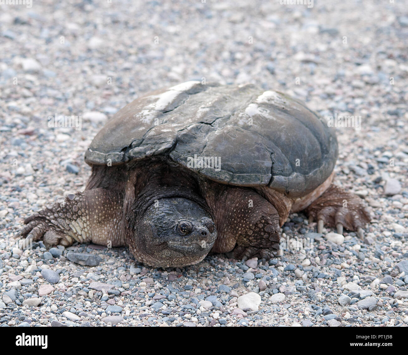 Snapping turtle image hi-res stock photography and images - Alamy