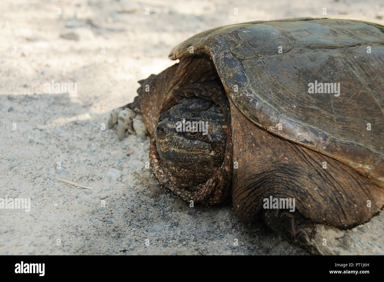 Snapping turtle image hi-res stock photography and images - Alamy