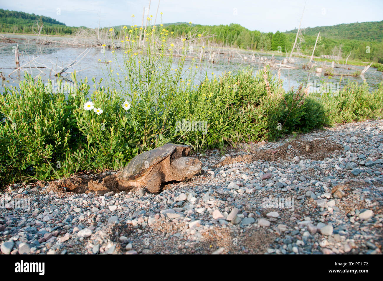 Snapping turtle photos hi-res stock photography and images - Alamy