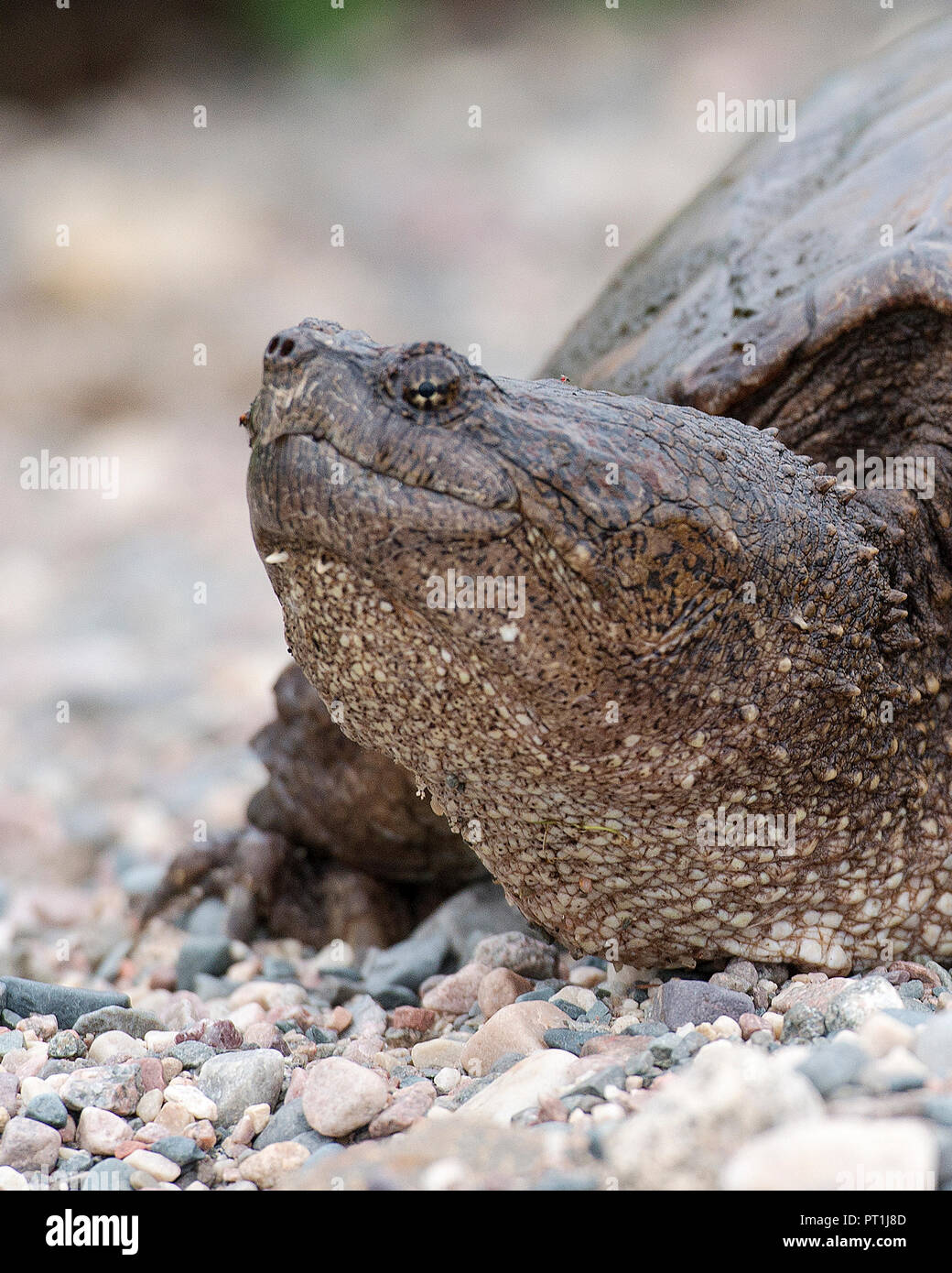 Snapping turtle close up photo hi-res stock photography and images - Alamy